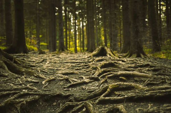 Bumpy path full of roots in mystical forest. — Stock Photo © baloon111 ...