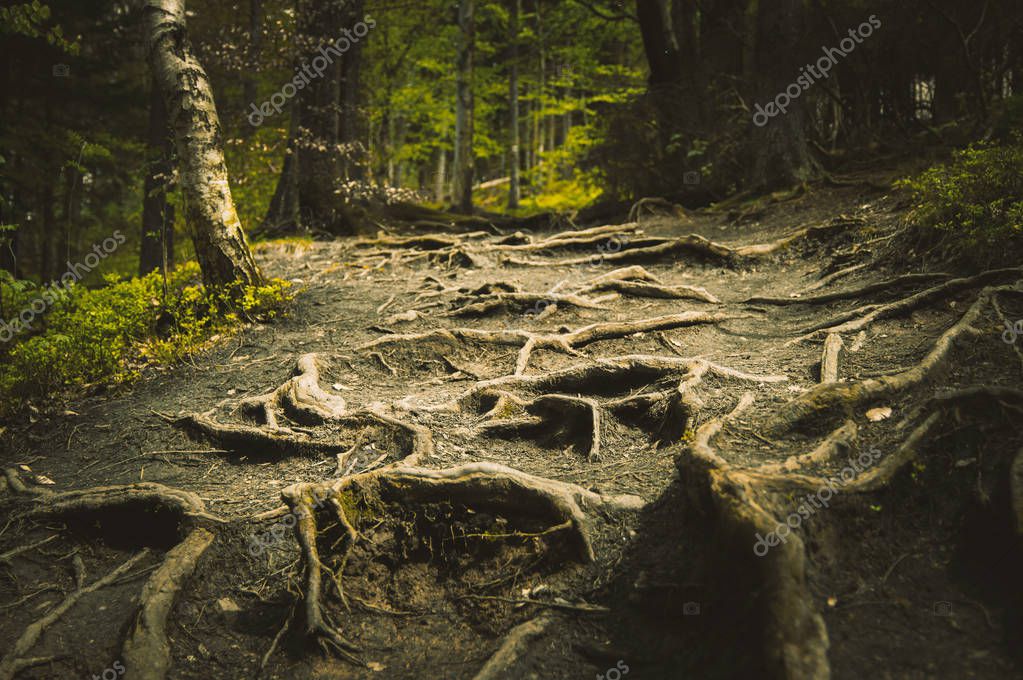 Bumpy path full of roots in mystical forest. — Stock Photo © baloon111 ...