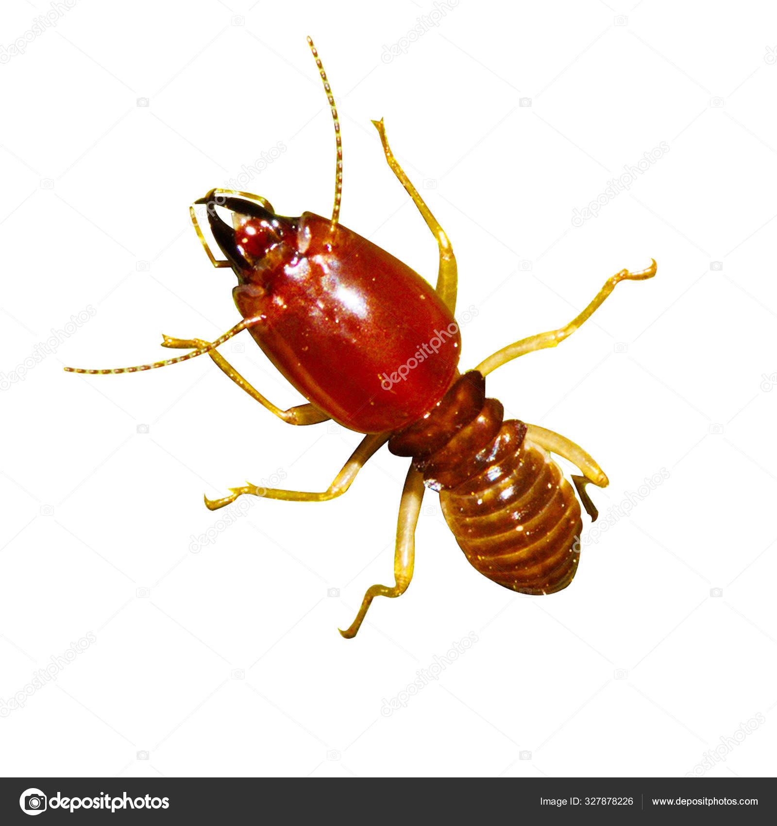 Termite on isolated whited background — Stock Photo © KE.Take a photo ...