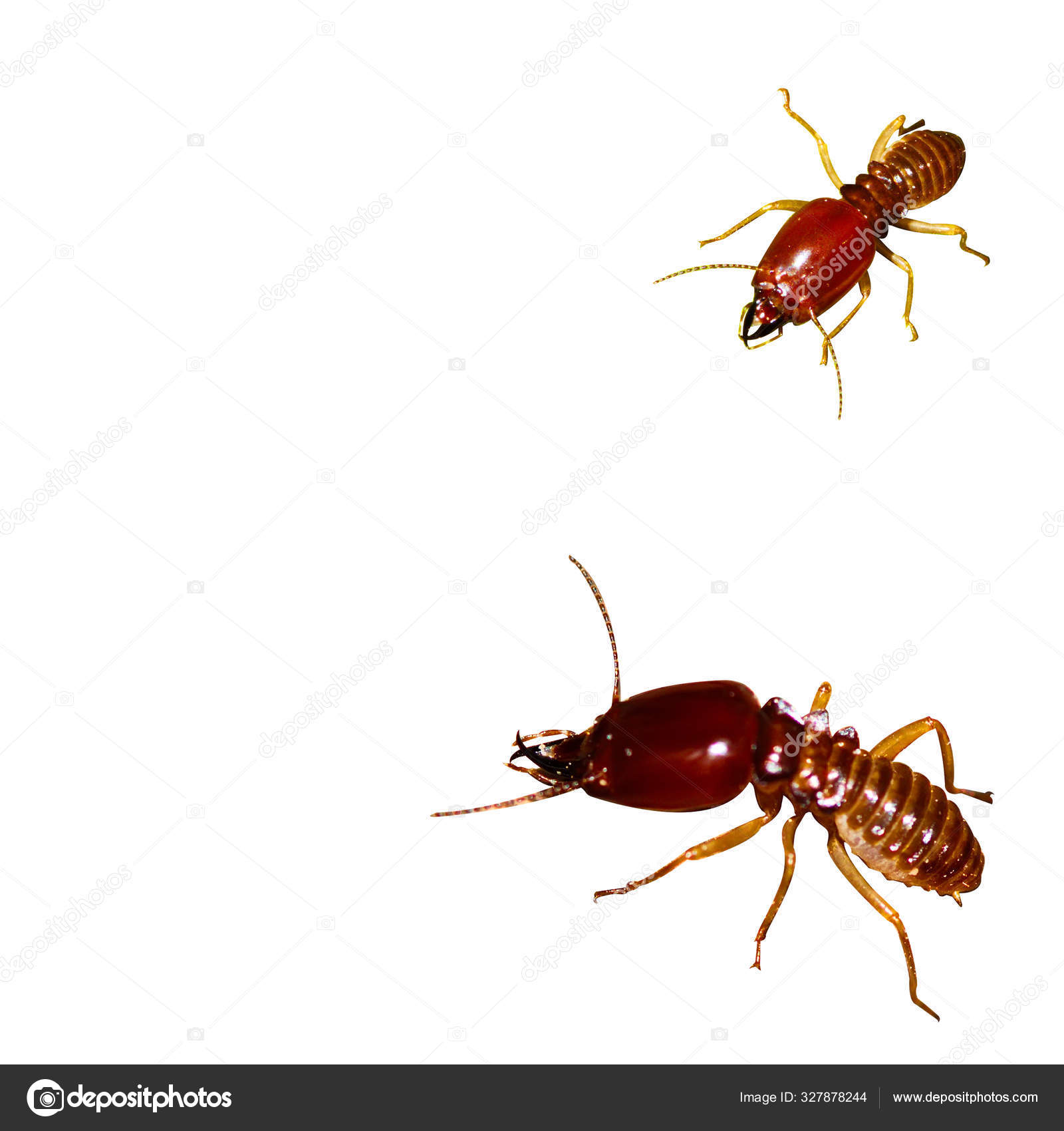Termite on isolated whited background Stock Photo by ©supawineeprachum ...