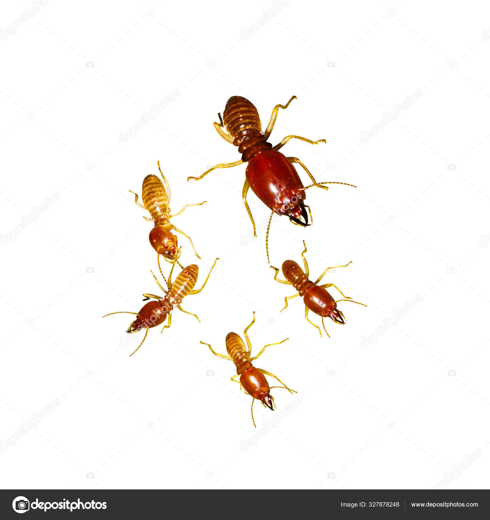 Termite on isolated whited background Stock Photo by ©KE.Take a photo ...