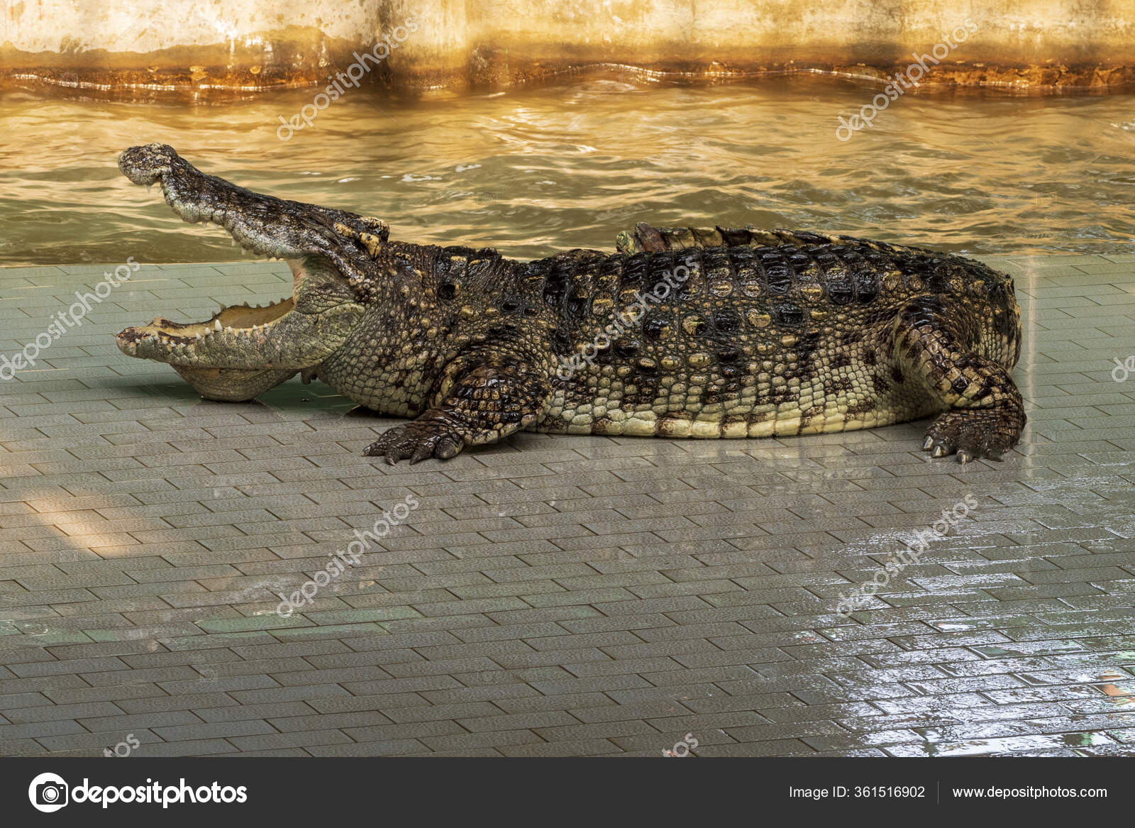 Large Freshwater Crocodile Sunbathing Pool — Stock Photo © KE.Take a ...