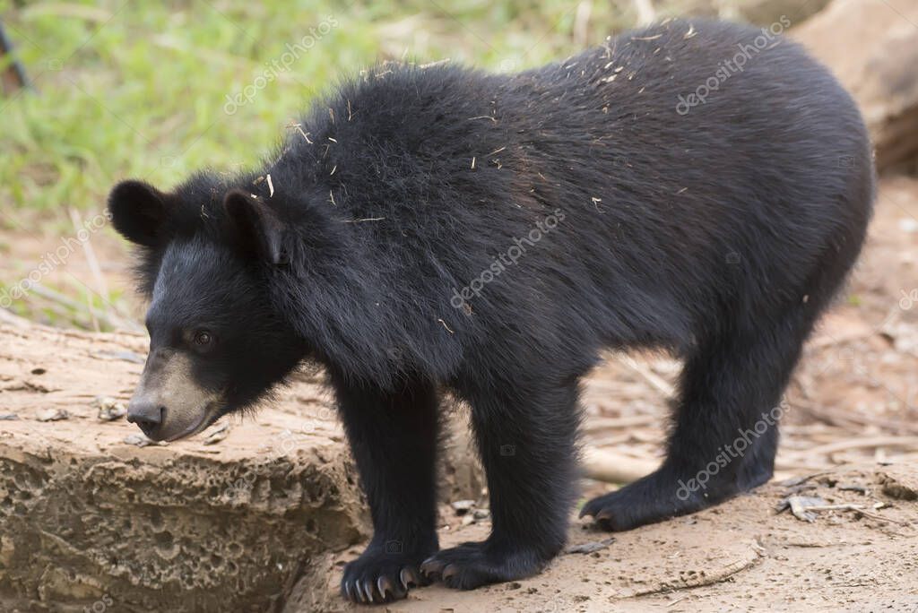Oso negro asiático, Vivir en el bosque con tiempo abundante y fresco ...