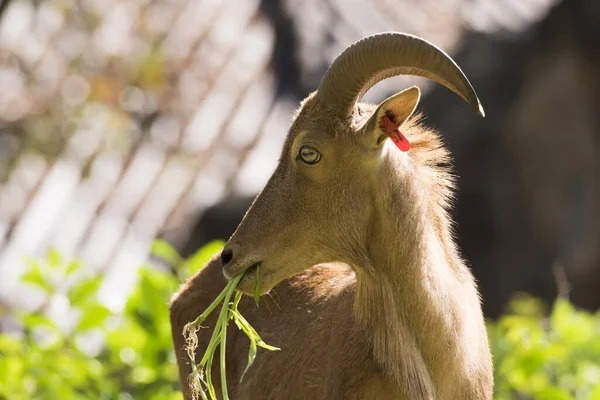 Mouflon sheep hawaii Stock Photos, Royalty Free Mouflon sheep hawaii ...