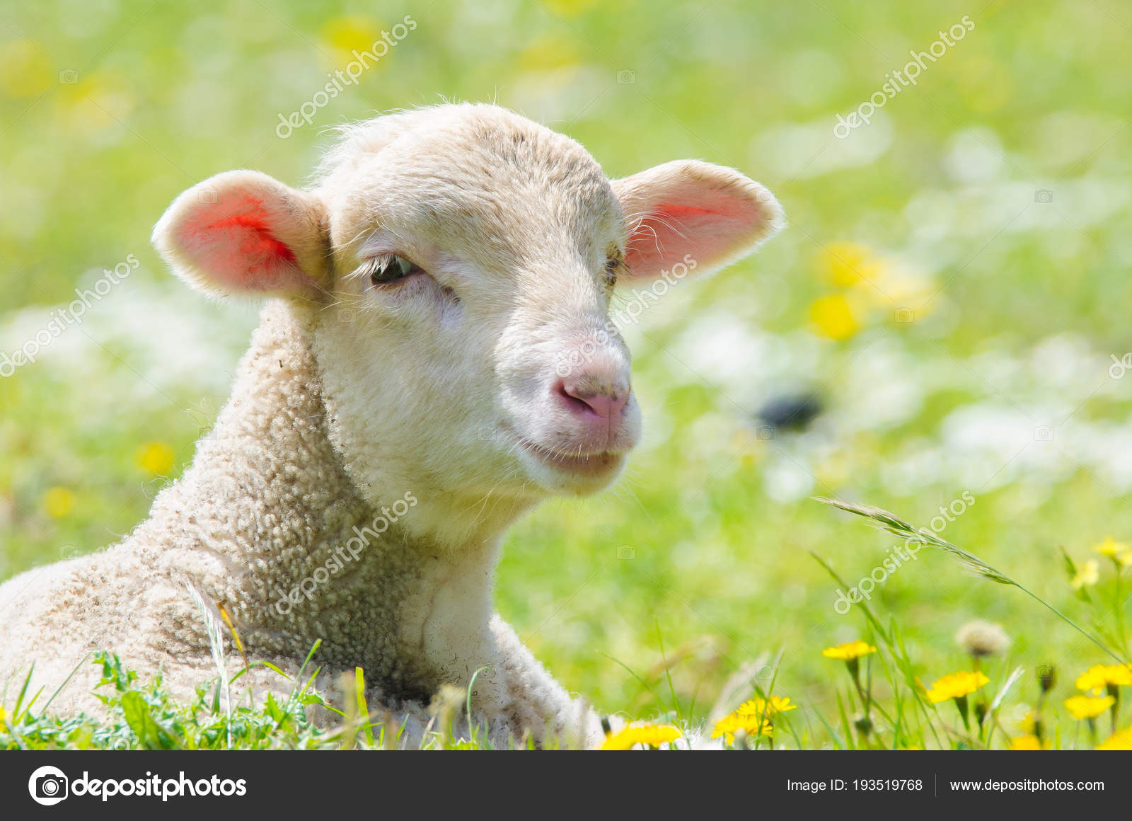 Cute little lamb looking at camera in a meadow — Stock Photo © Fosters ...