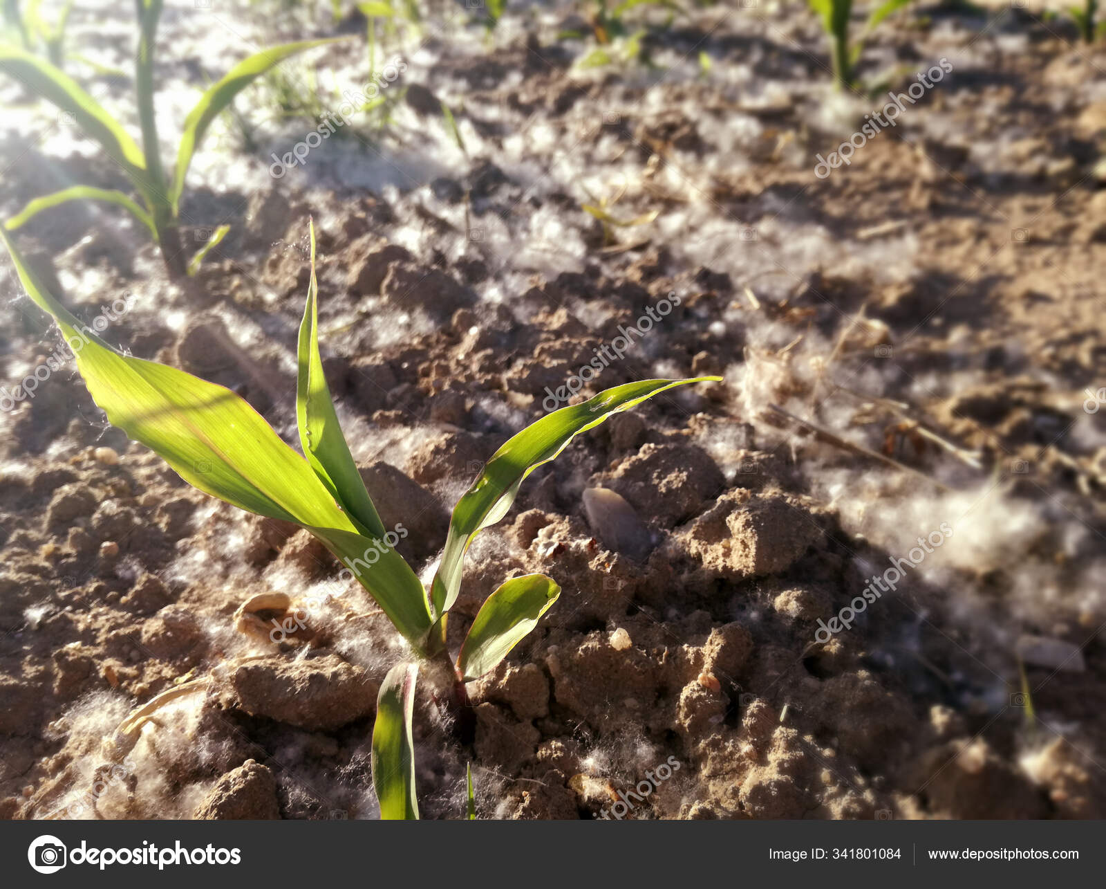 High Level Pollen Concentration Accumulation Young Corn Spanish ...
