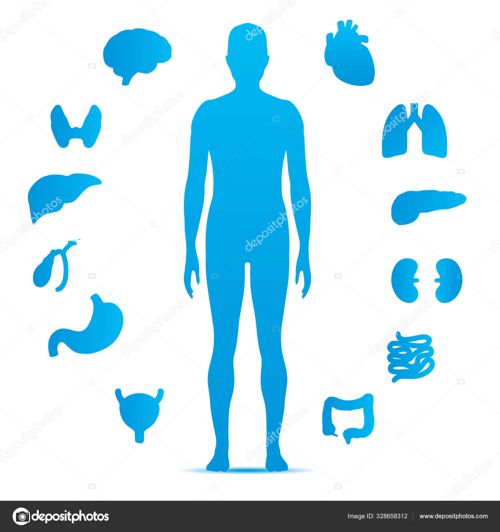 Simple icon silhouettes of human organs and unisex human figure Stock ...