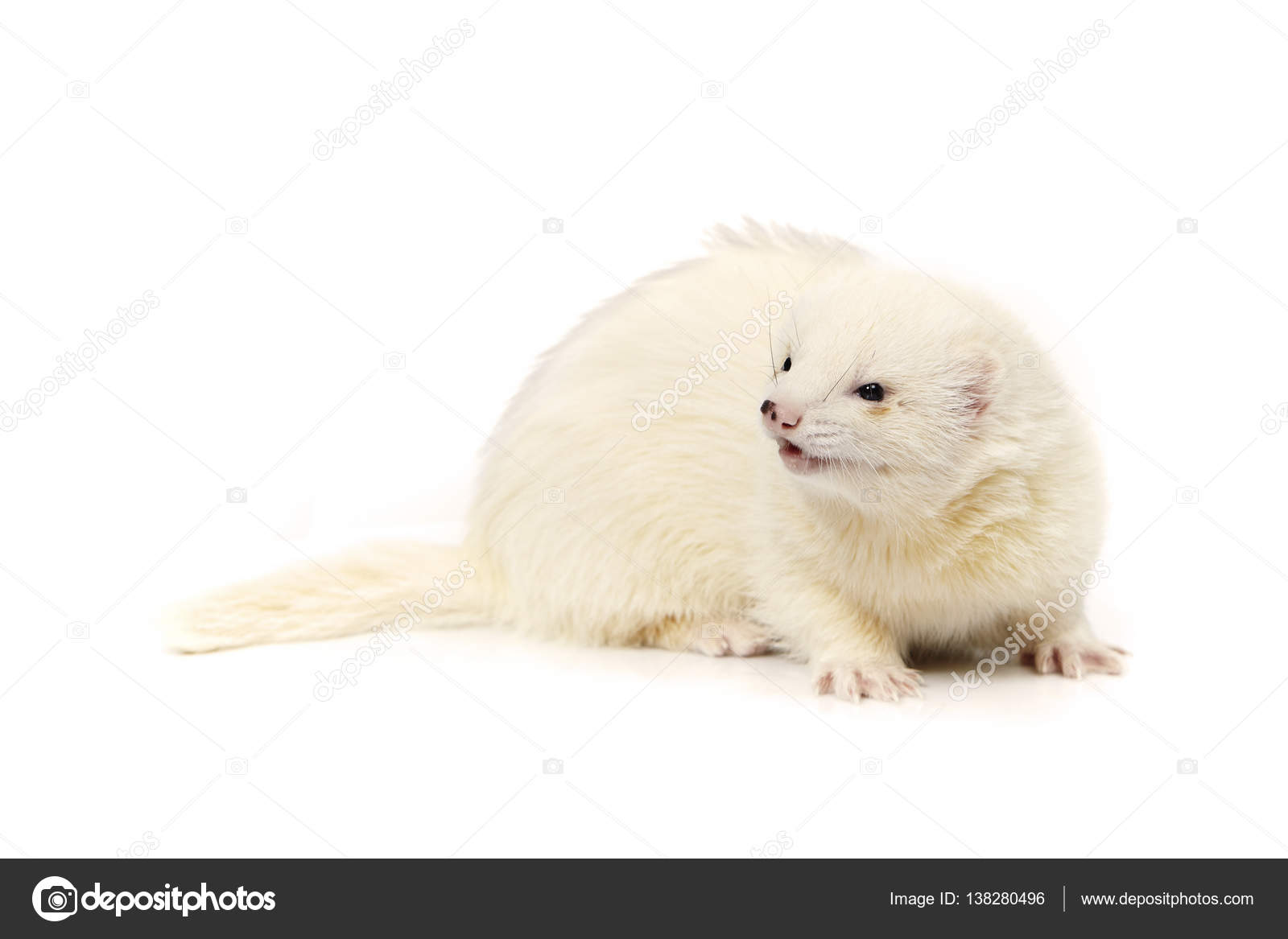 Cute White Ferret