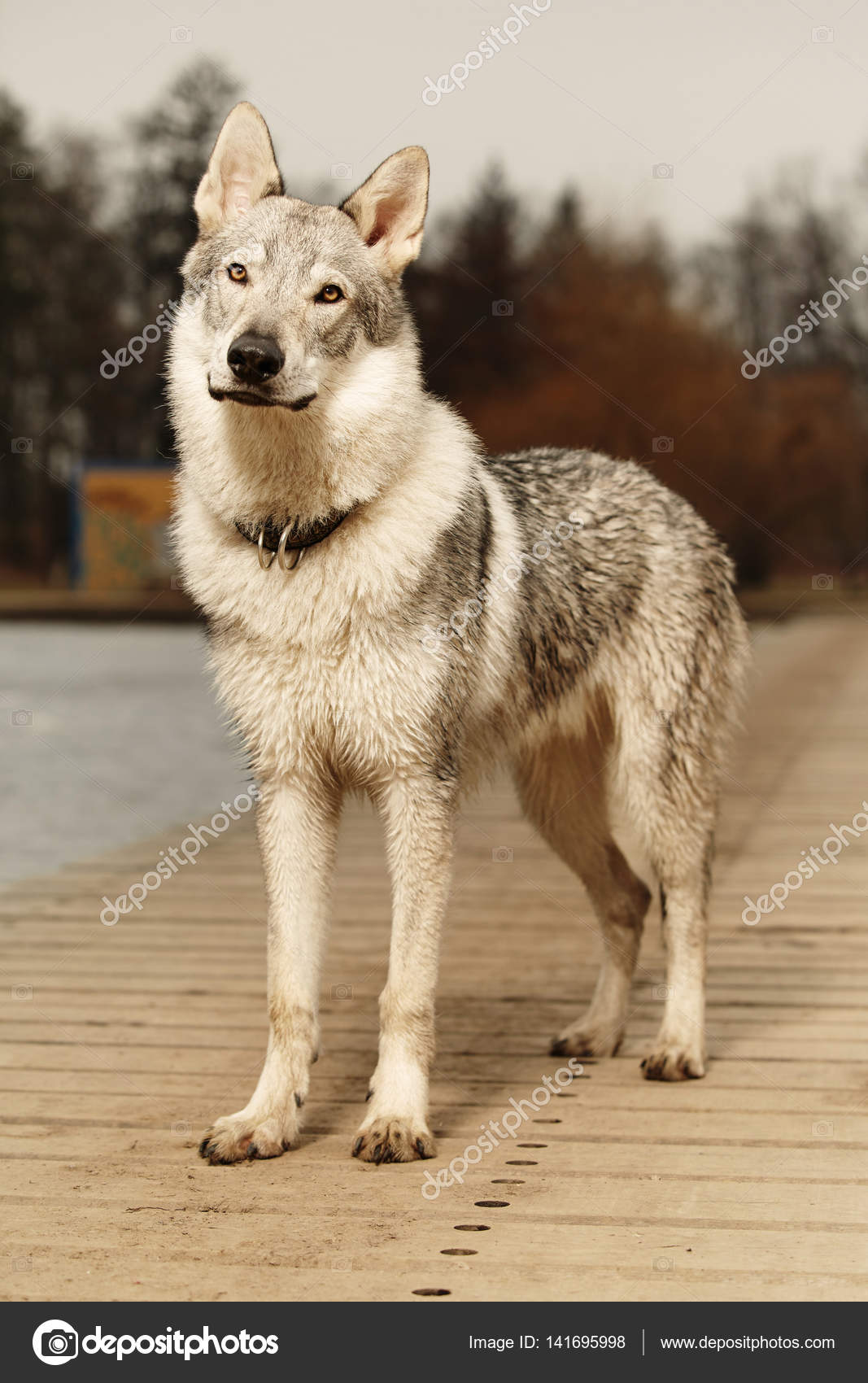 Portrait of clever young wofdog male on wooden pier Stock Photo by ...