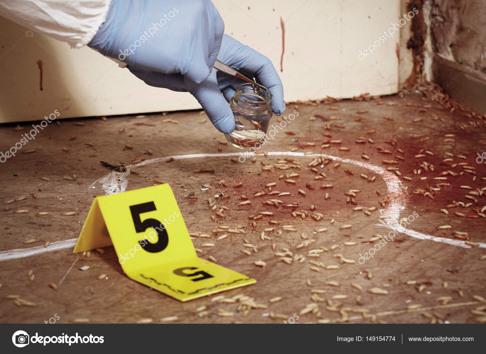 Police entomologist collecting samples of fly larva on crime scene ...