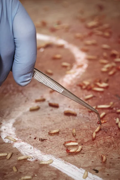 Forensic entomology Stock Photos, Royalty Free Forensic entomology ...