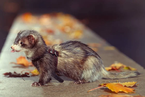 Black sable ferret relaxing on stone fence in autumn park Stock Photo ...
