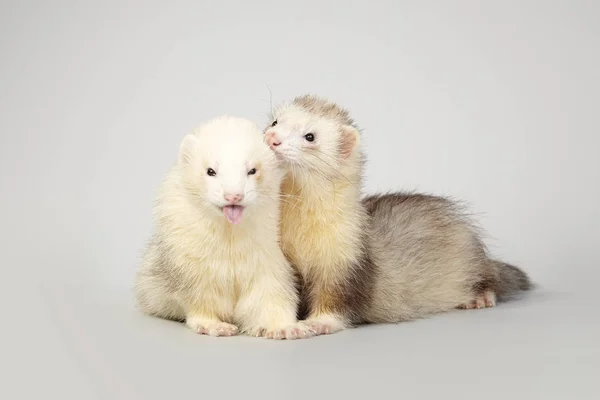 Ferret standing on a white background — Stock Photo © FotoJagodka #5202400