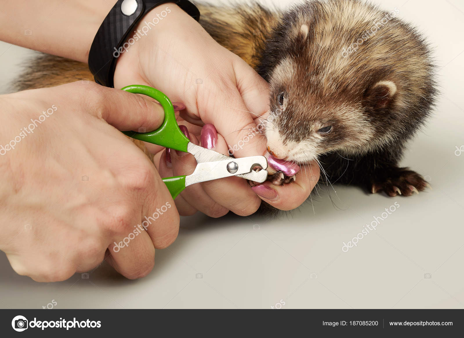 Dark Ferret Female Cutting Nails Studio Stock Photo by ©Couperfield ...