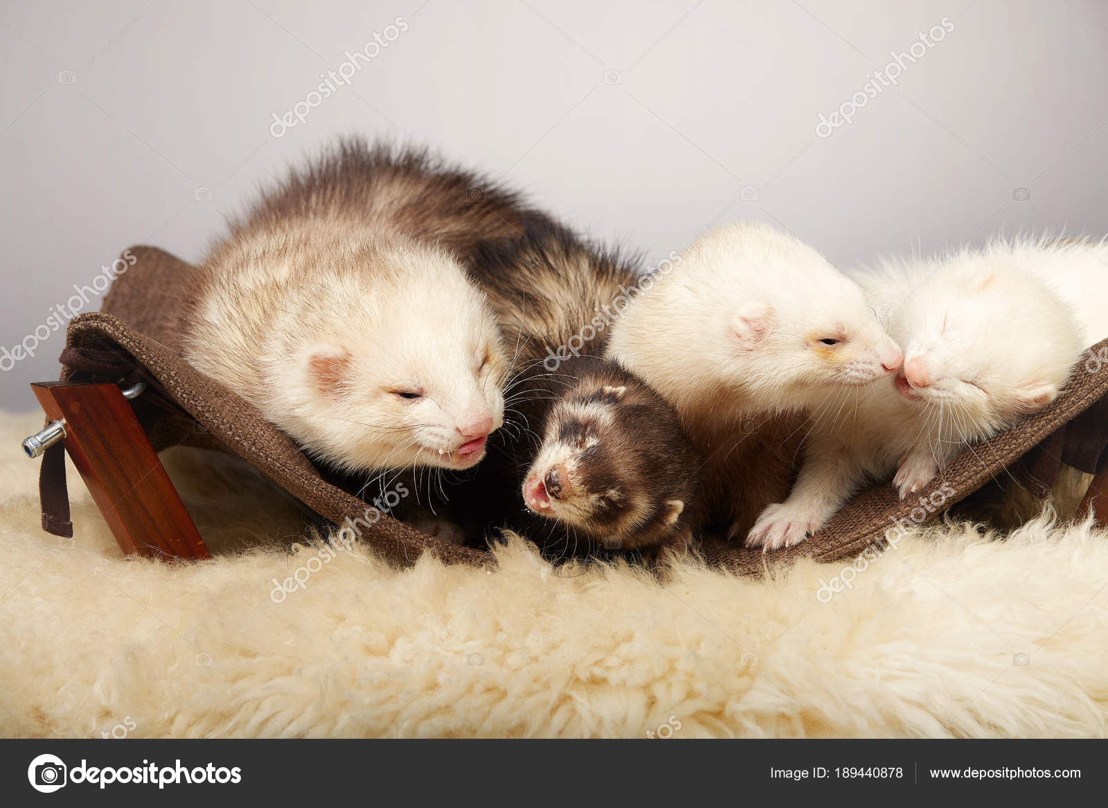 Cute Ferret Group Portrait Studio Stock Photo by ©Couperfield 189440878