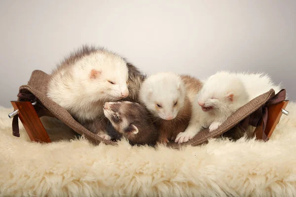 Cute Ferret Group Portrait Studio Stock Photo by ©Couperfield 189440878