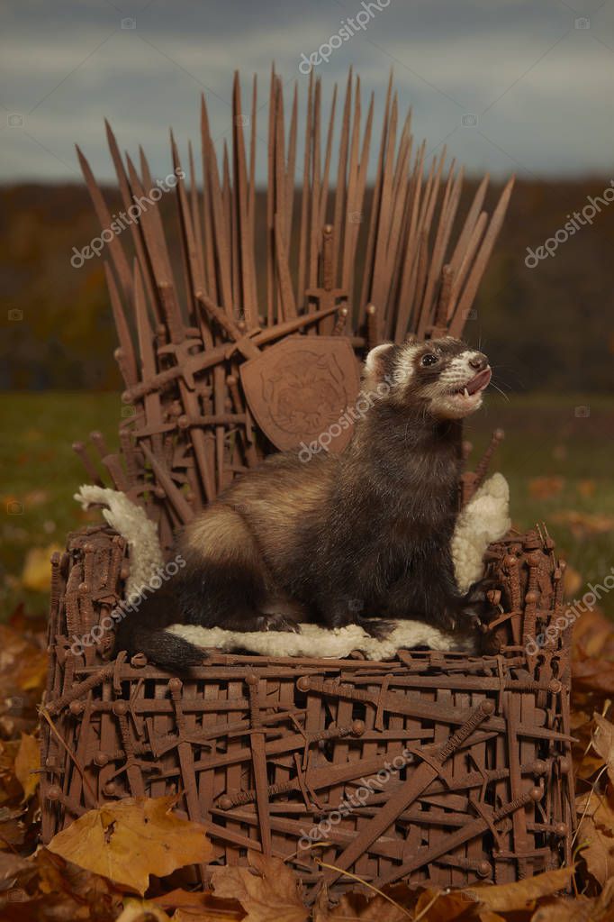 hurón de color oscuro en el modelo de silla elegante hecha de espadas ...