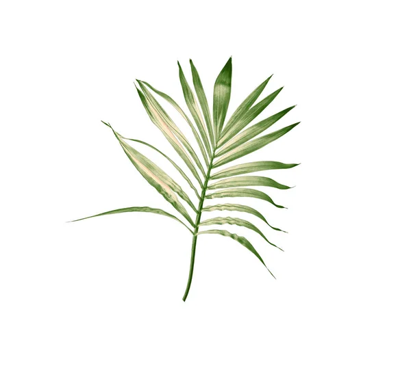 Hojas Verdes Palmera Aisladas Sobre Fondo Blanco: fotografía de stock ...