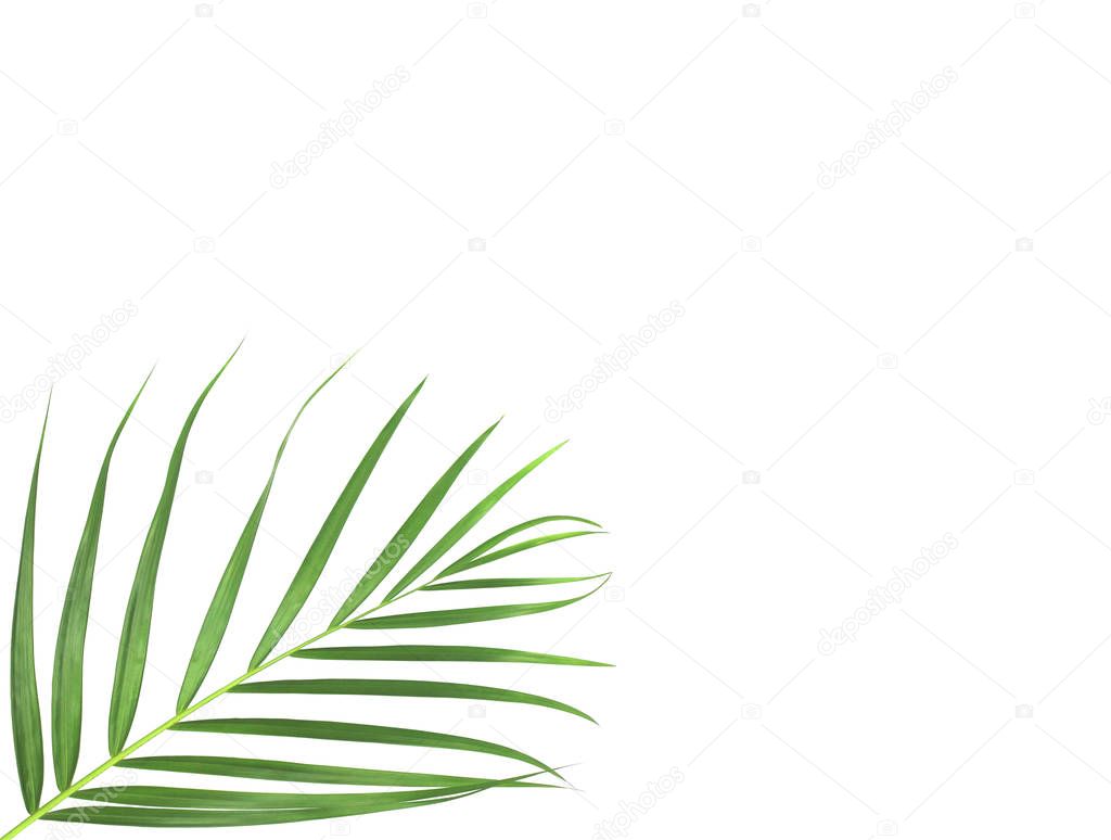 hoja verde de palmera aislada sobre fondo blanco 2025