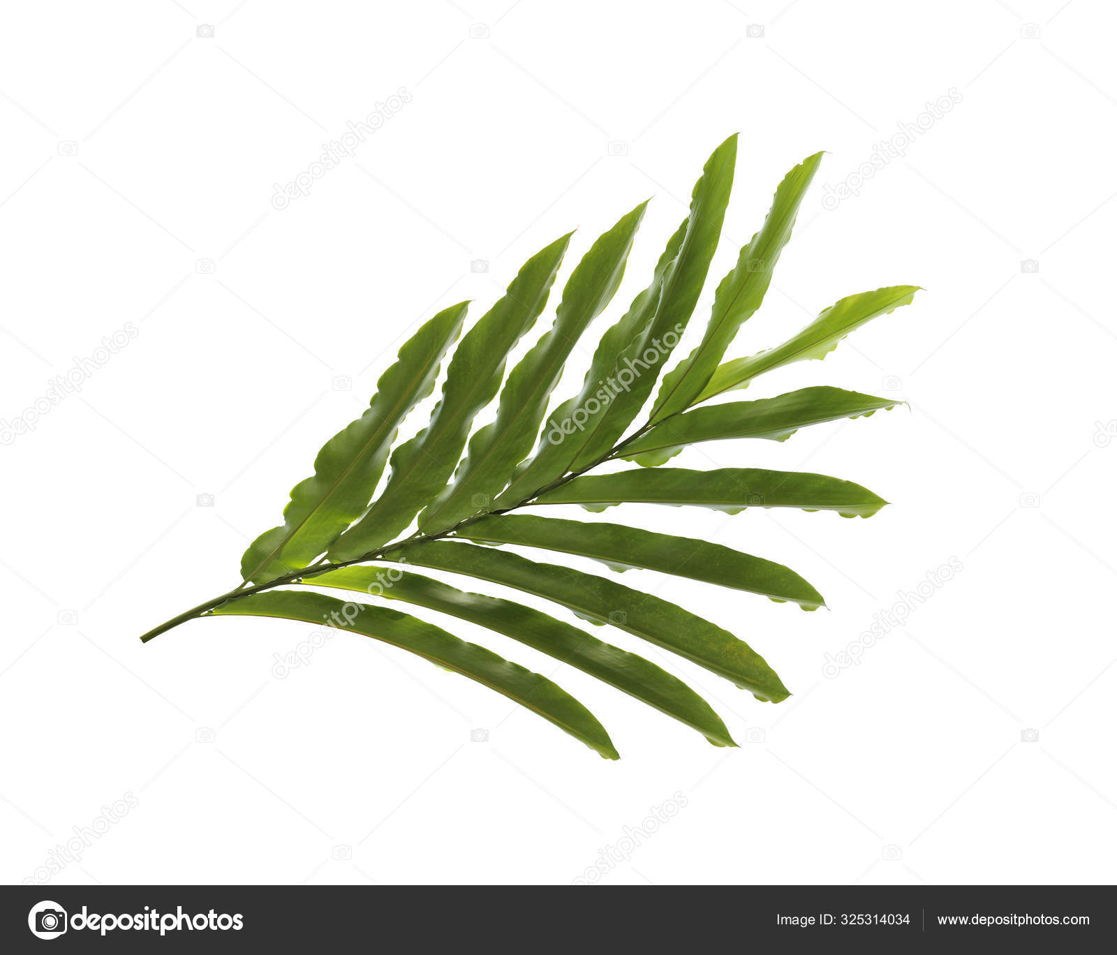 Tropical nature green palm leaf pattern Stock Illustration by ... Tropical nature green palm leaf pattern Stock Illustration by ...