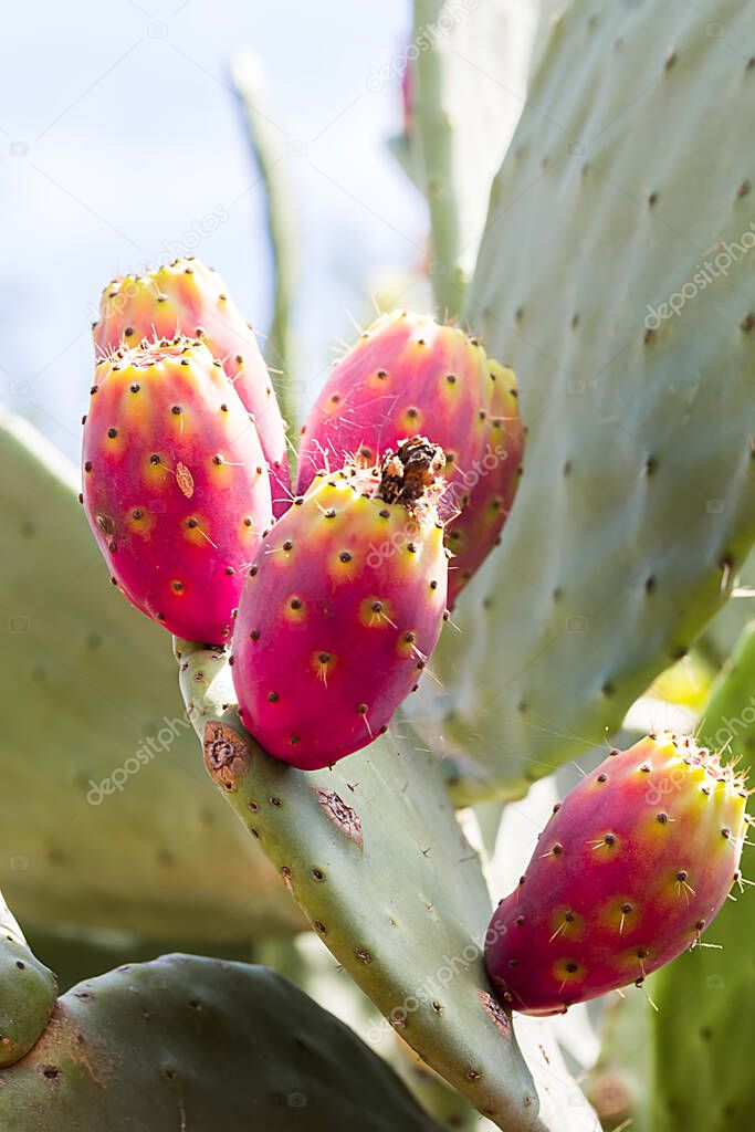 Cactus de pera espinosa con espinas de fruta y cactus, fichi d 'india ...