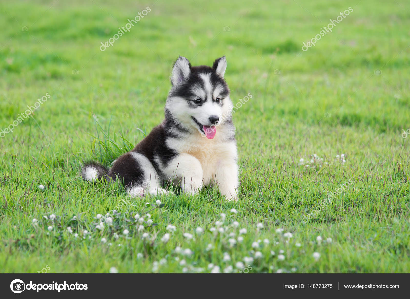 Cutest Husky Puppy Ever