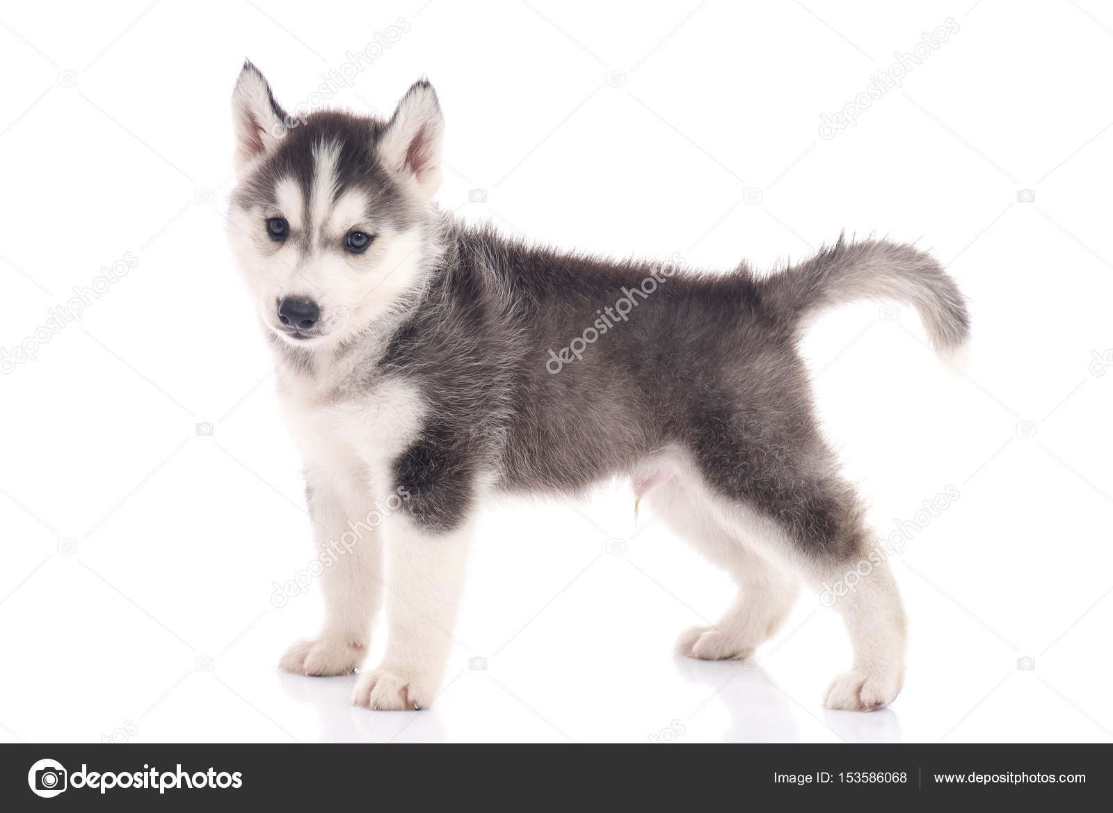 White Siberian Husky Puppy Wallpaper