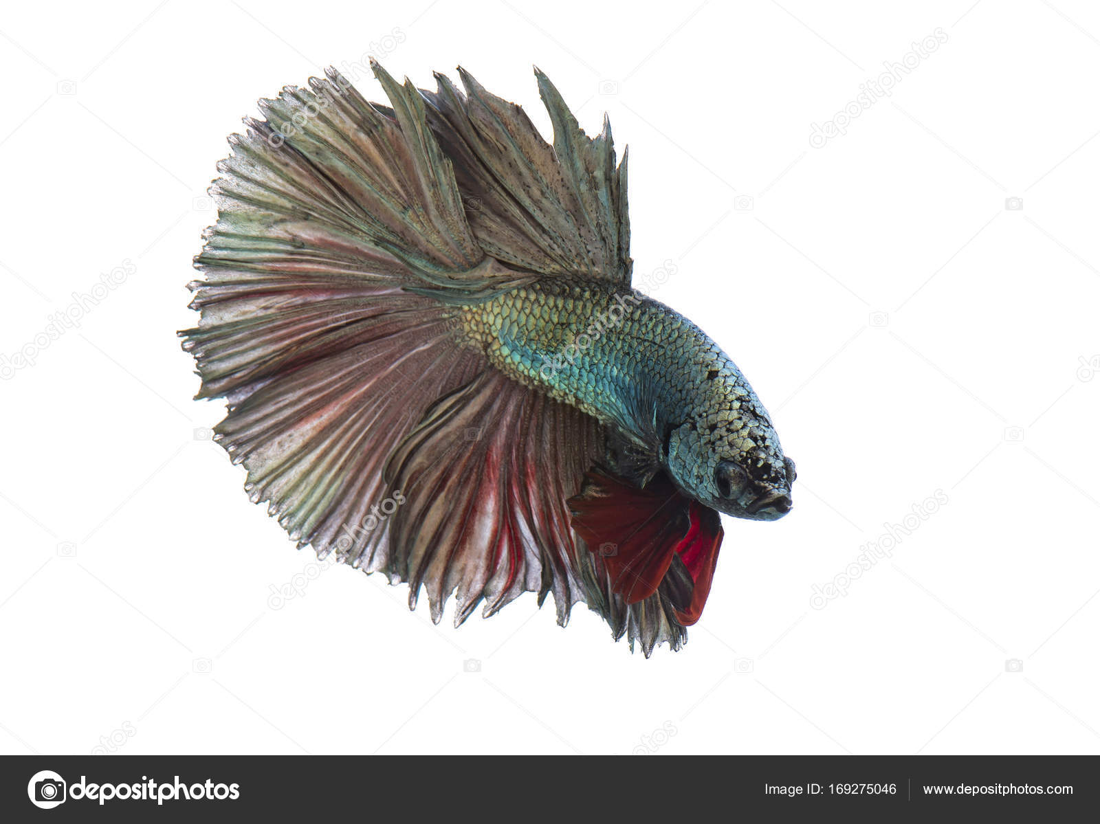 Green Metallic Betta Fish Siamese Fighting Fish White Background ...