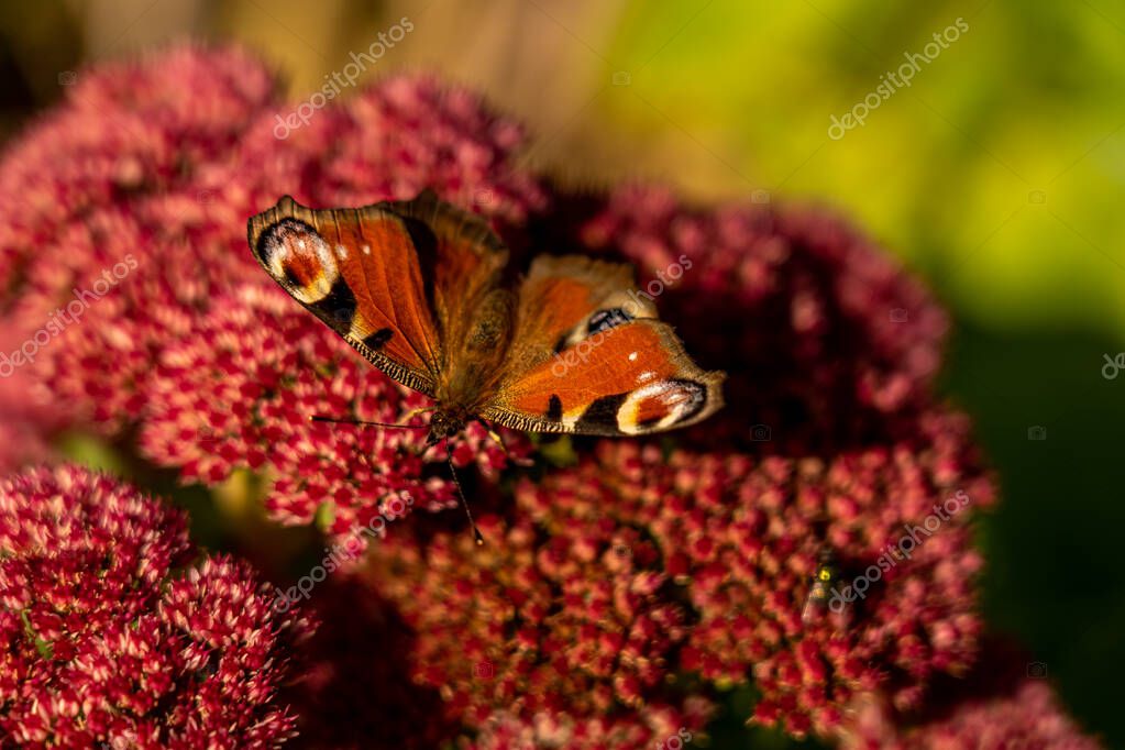 primer plano de la mariposa del pavo real rojo en la flor roja 2024