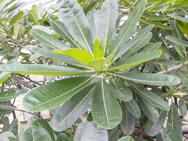 Leaves are oval shape on the tree - Stock Image - Everypixel