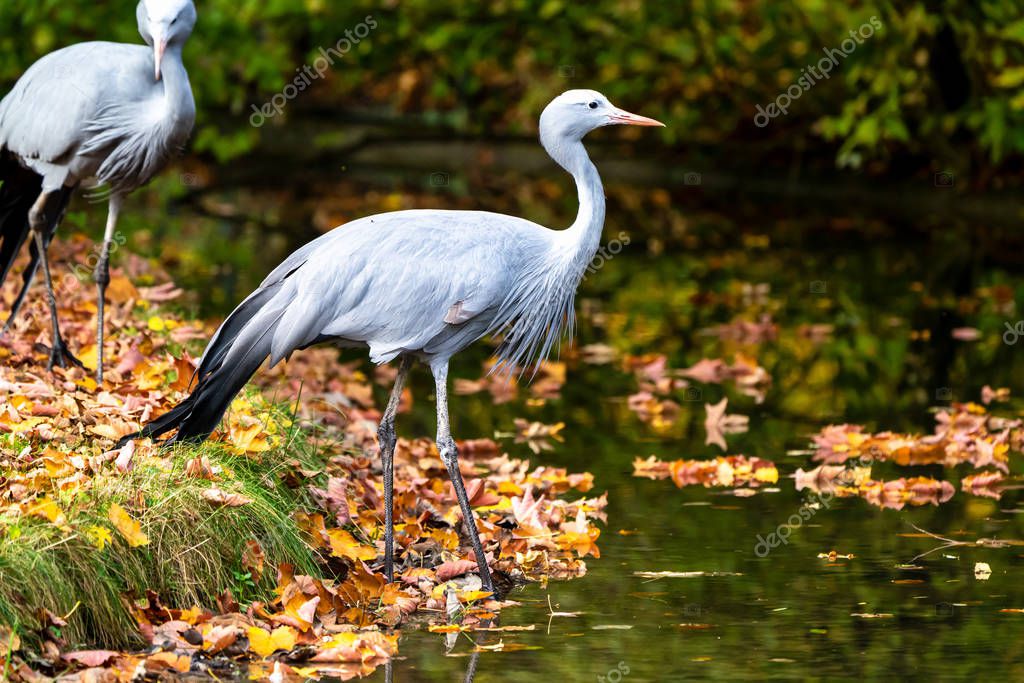 La Grulla Azul, Grus paradisea, es un ave en peligro de extinción 2022