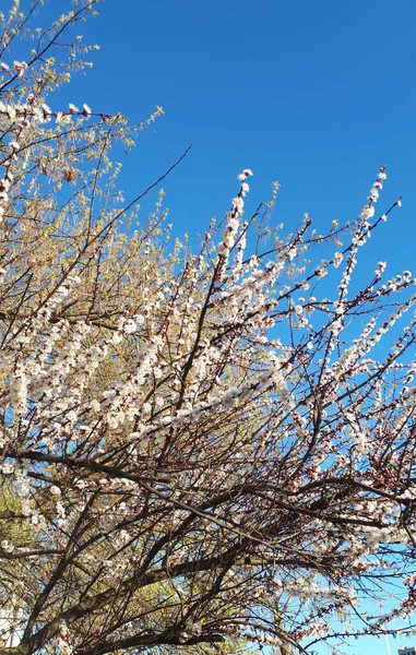 Canberra spring Stock Photos, Royalty Free Canberra spring Images ...