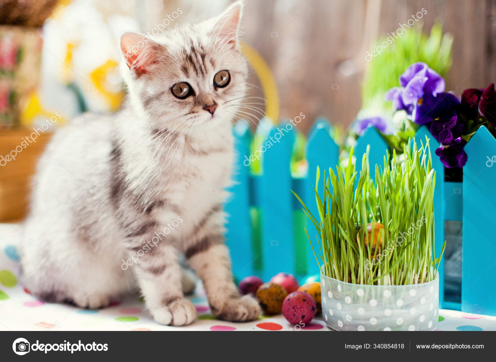 Kitty — Stock Photo © oksana_nazarchuk #340854818