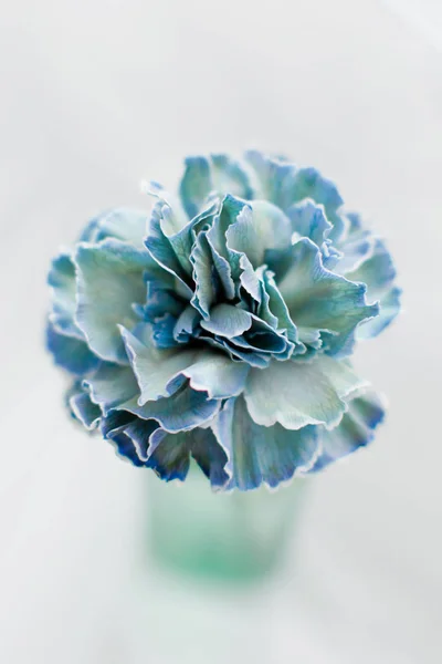 Blue Carnation Flowers