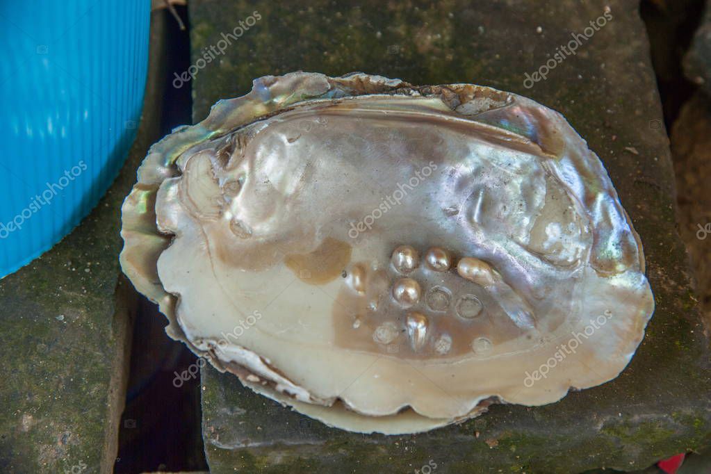Oyster Pearl Fish at Tina Lown blog