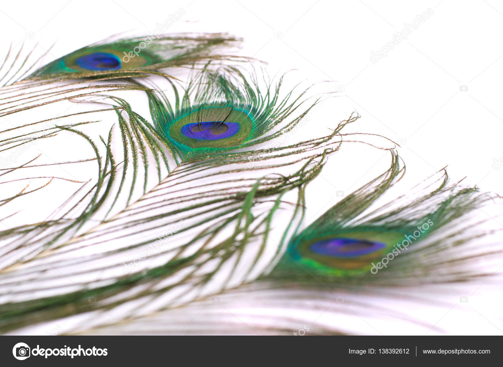 Peacock feather isolated on white background. Close up. Stock Photo by ...