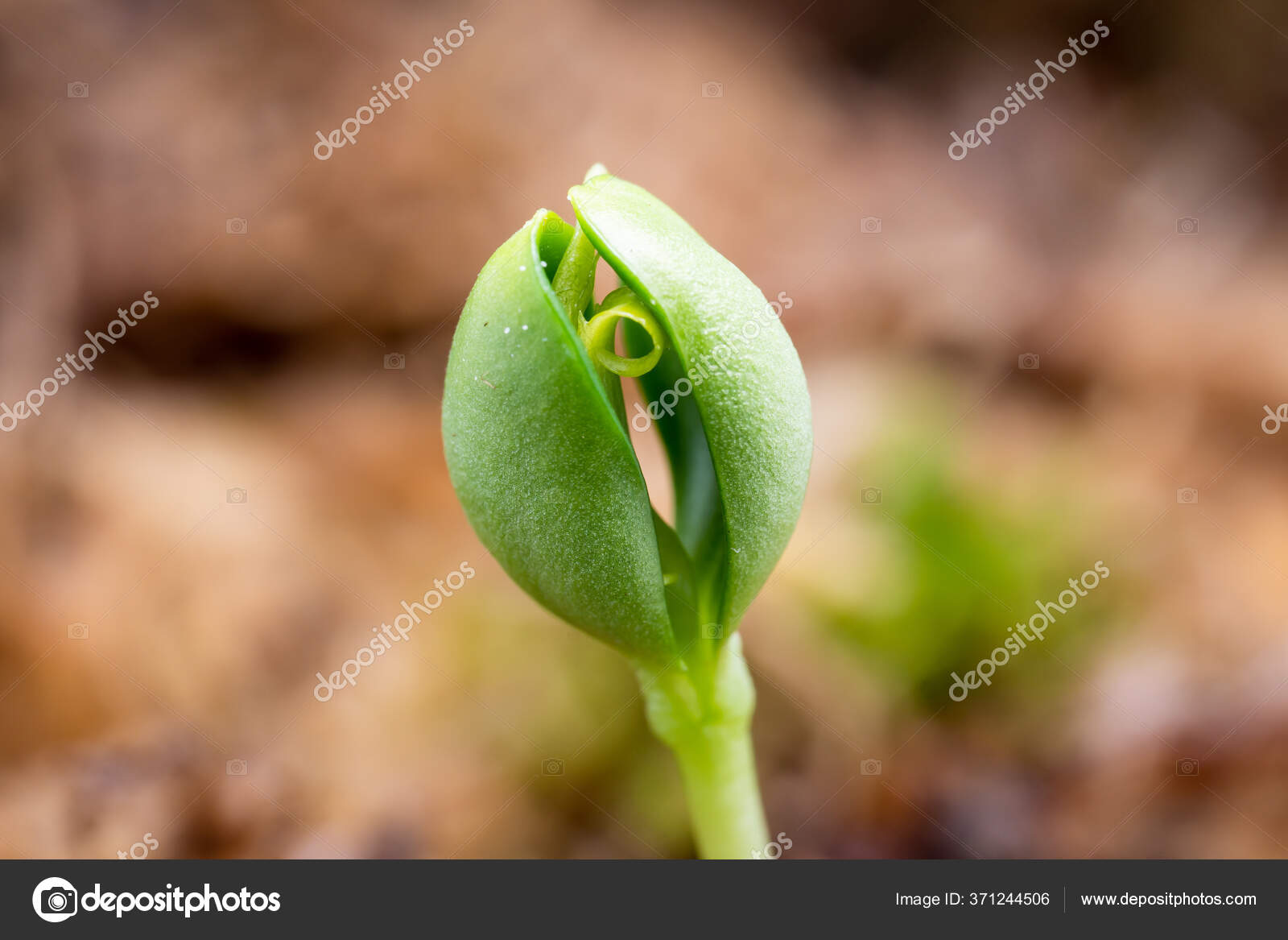 Apple Seeds Sprouting