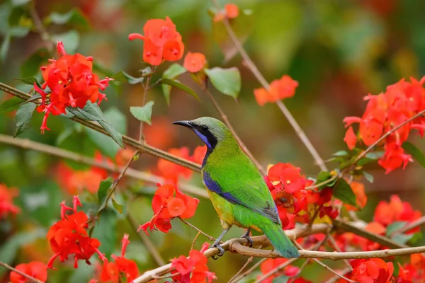 Australian bird flower Stock Photos, Royalty Free Australian bird ...