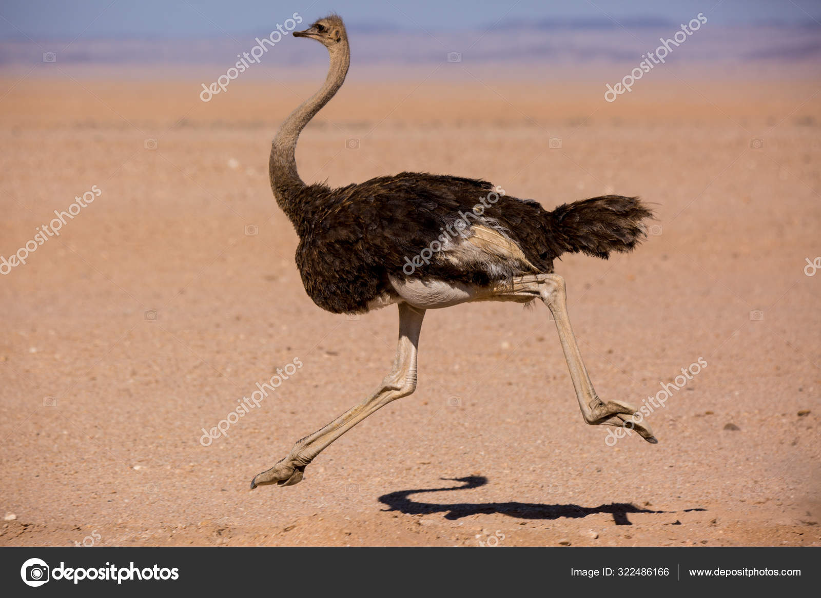 Ostrich Running Full Speed