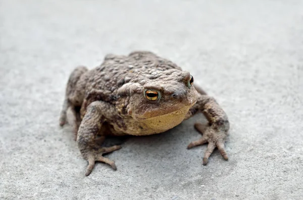 Poop toad Stock Photos, Royalty Free Poop toad Images | Depositphotos