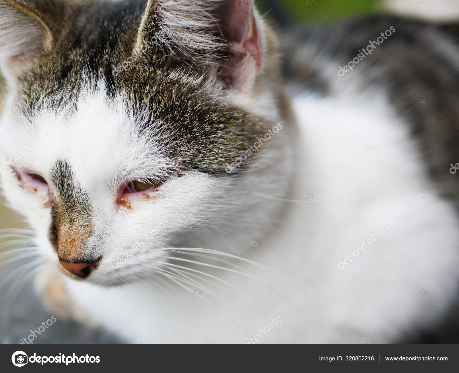 Abandoned sick cat. with troubled eyes. Abandoned cat. Abandoned crying ...