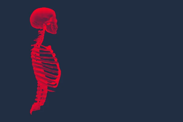 Skeleton anatomy Images - Search Images on Everypixel
