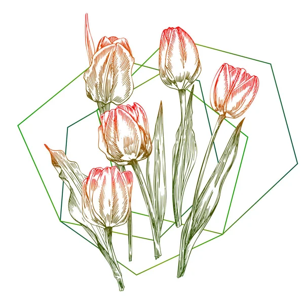 Tulipán rajz Stock vektorok, Tulipán rajz Jogdíjmentes illusztrációk ...