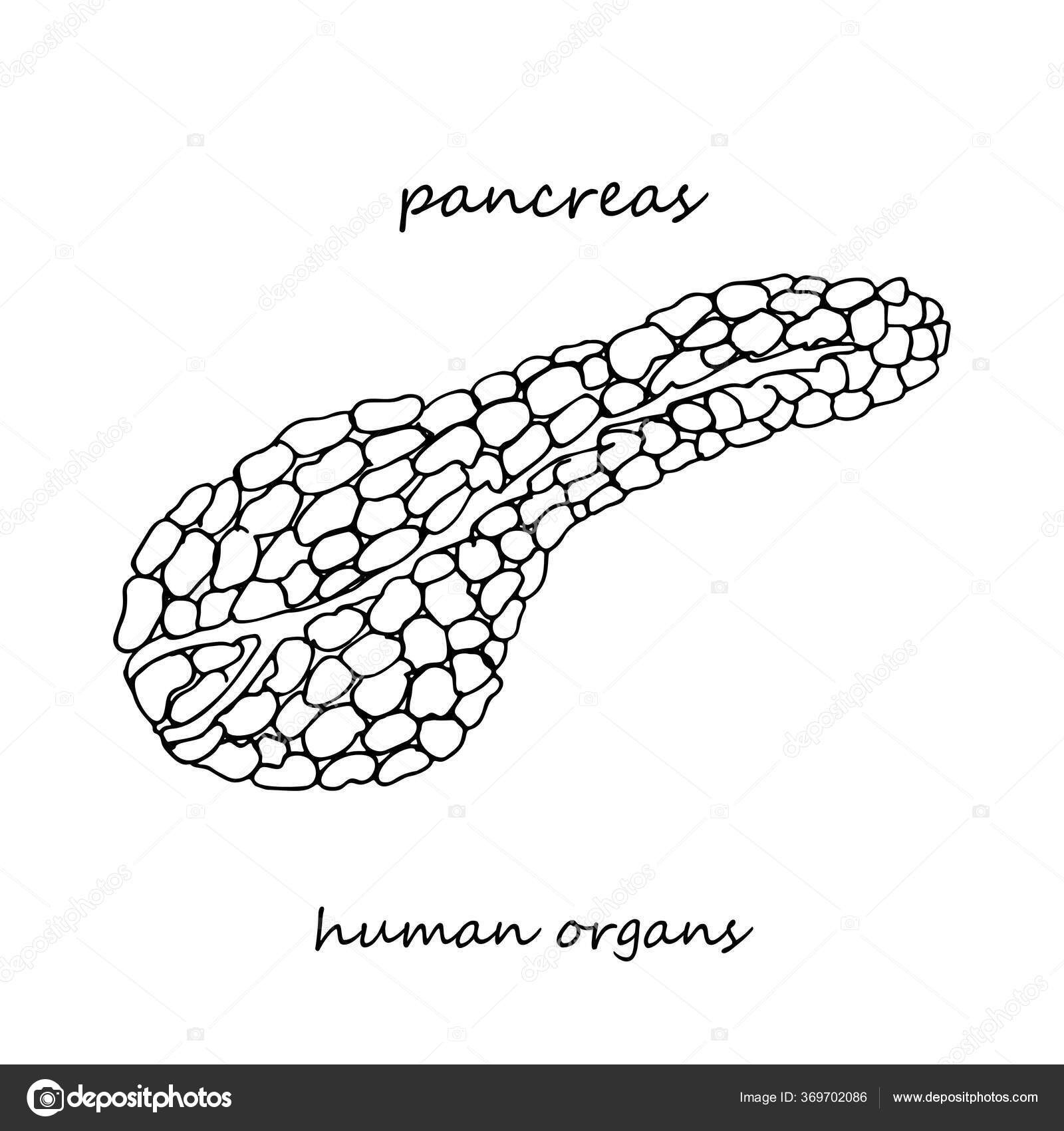 Pancreas Realistic Hand Drawn Icon Human Internal Organs Line Art ...