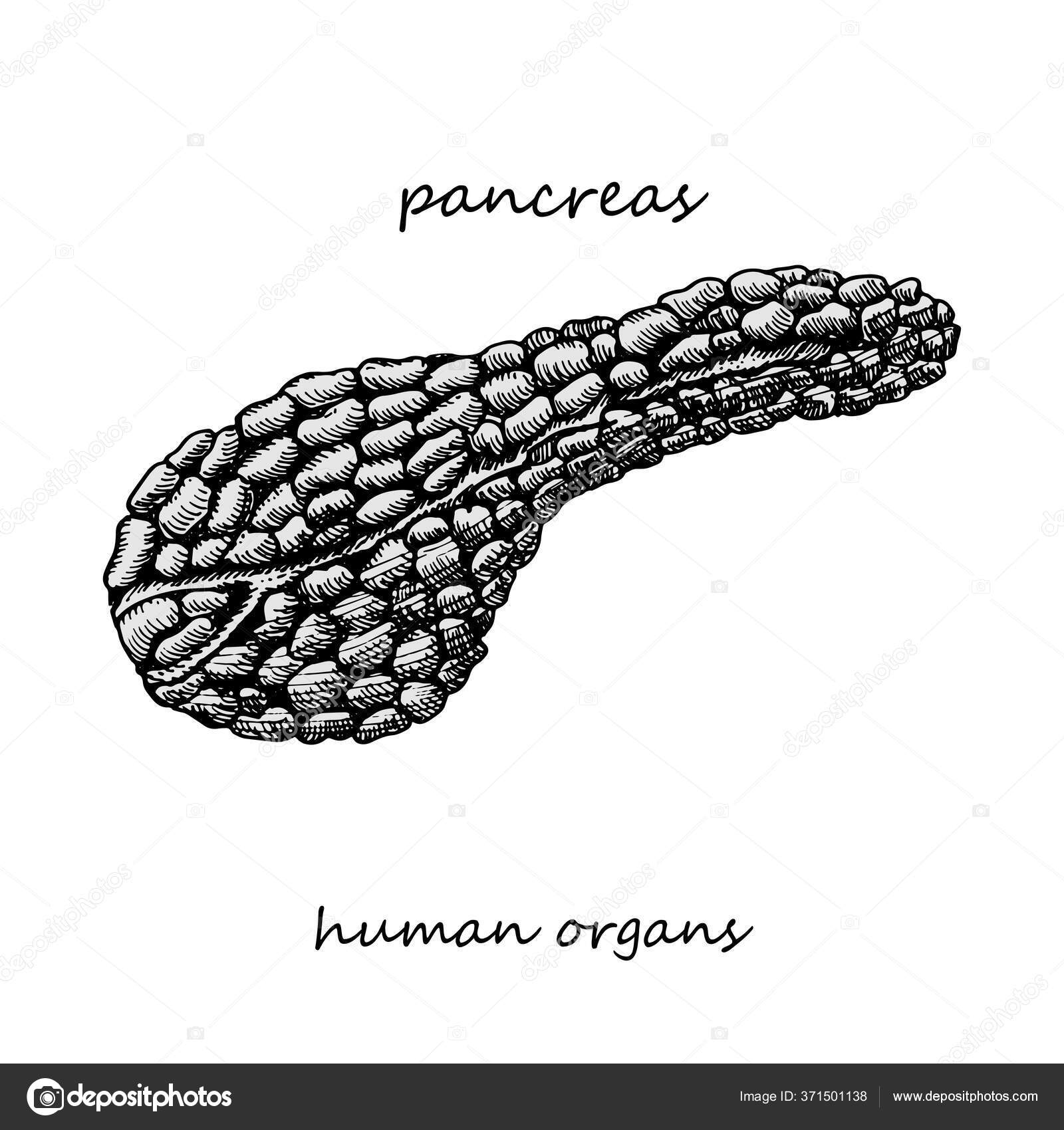 Pancreas Realistic Hand Drawn Icon Human Internal Organs Engraving Art ...