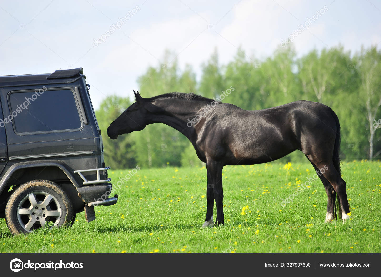 Black Curious Horse Sniffing Car Standing Green Field Horizontal Side ...