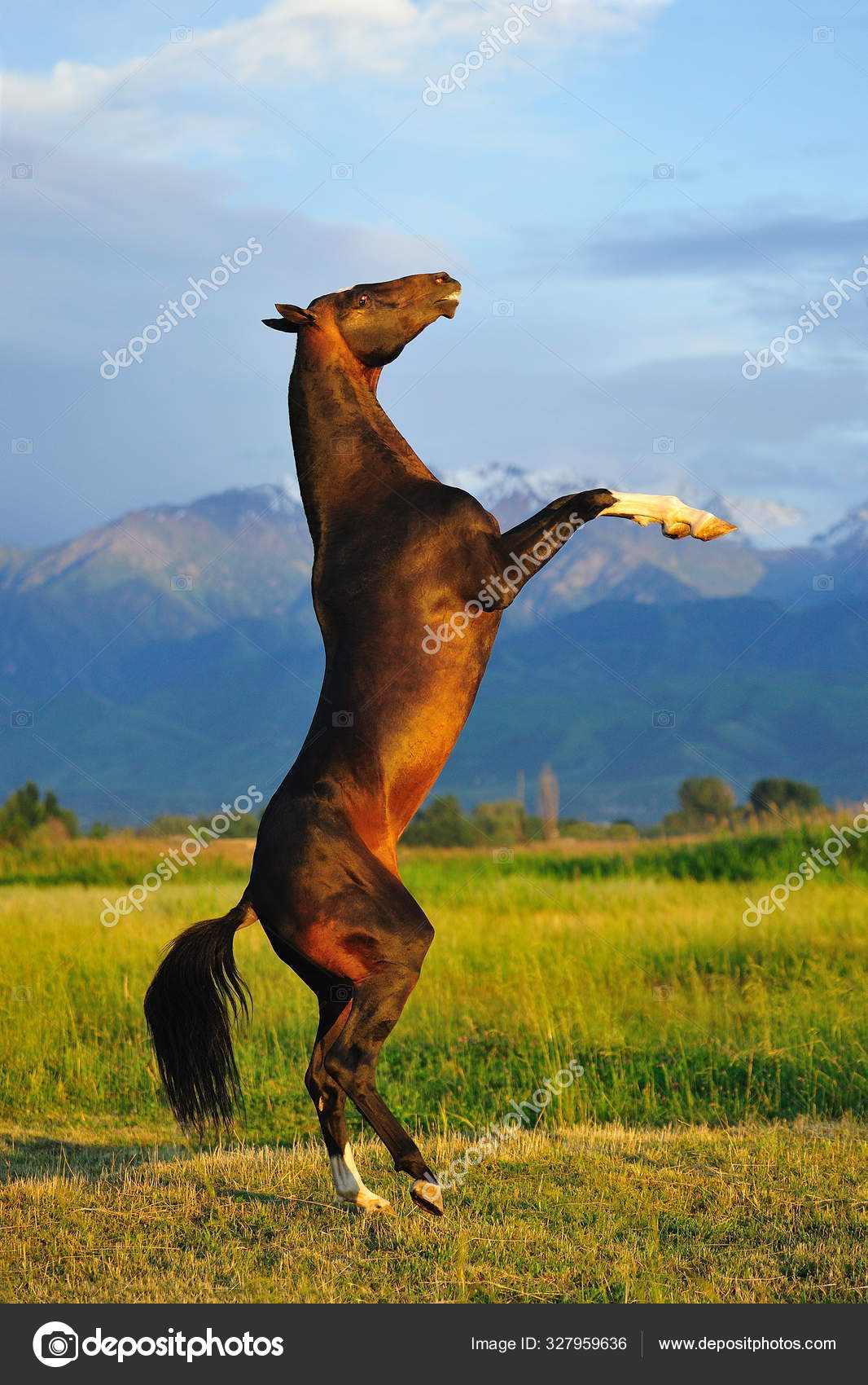 Akhal Teke Jumping