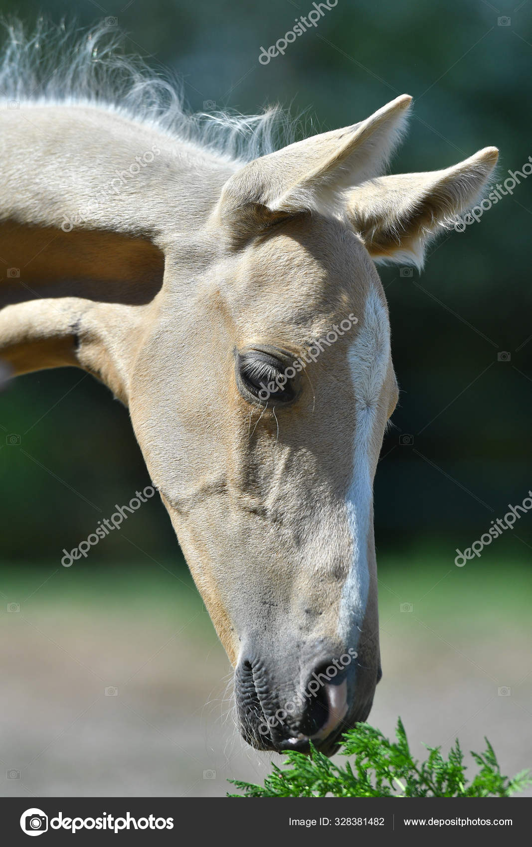 Akhal Teke Head