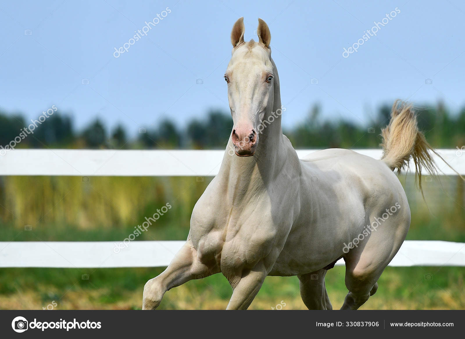 Perlino Akhal Teke Stallion Running Camera Portrait Motion Front View ...