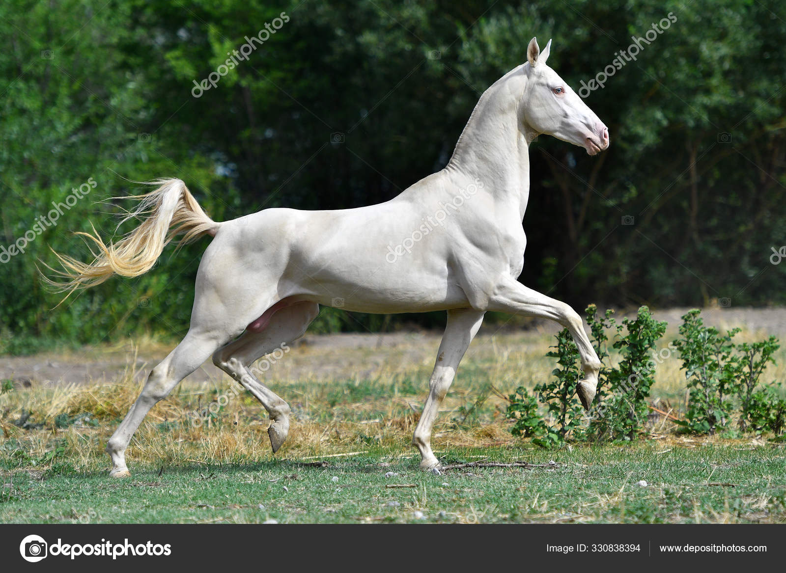 Horse Side View Running